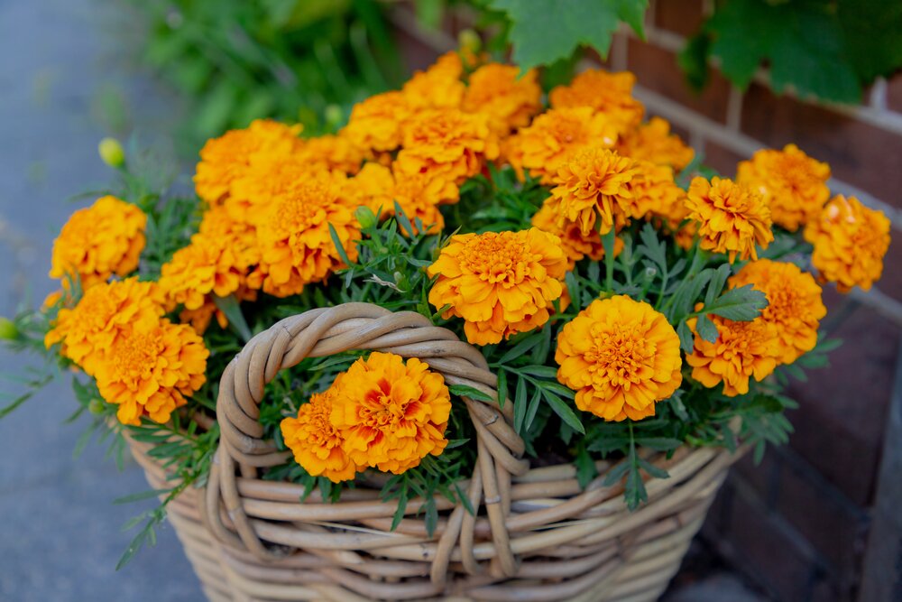 Tagetes kwekerij
